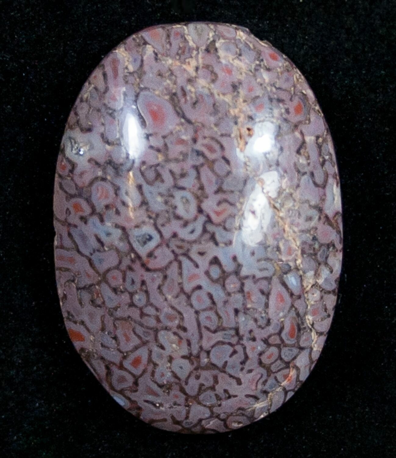 Colorado Agatized Dinosaur Bone Cab (#9383) For Sale - FossilEra.com