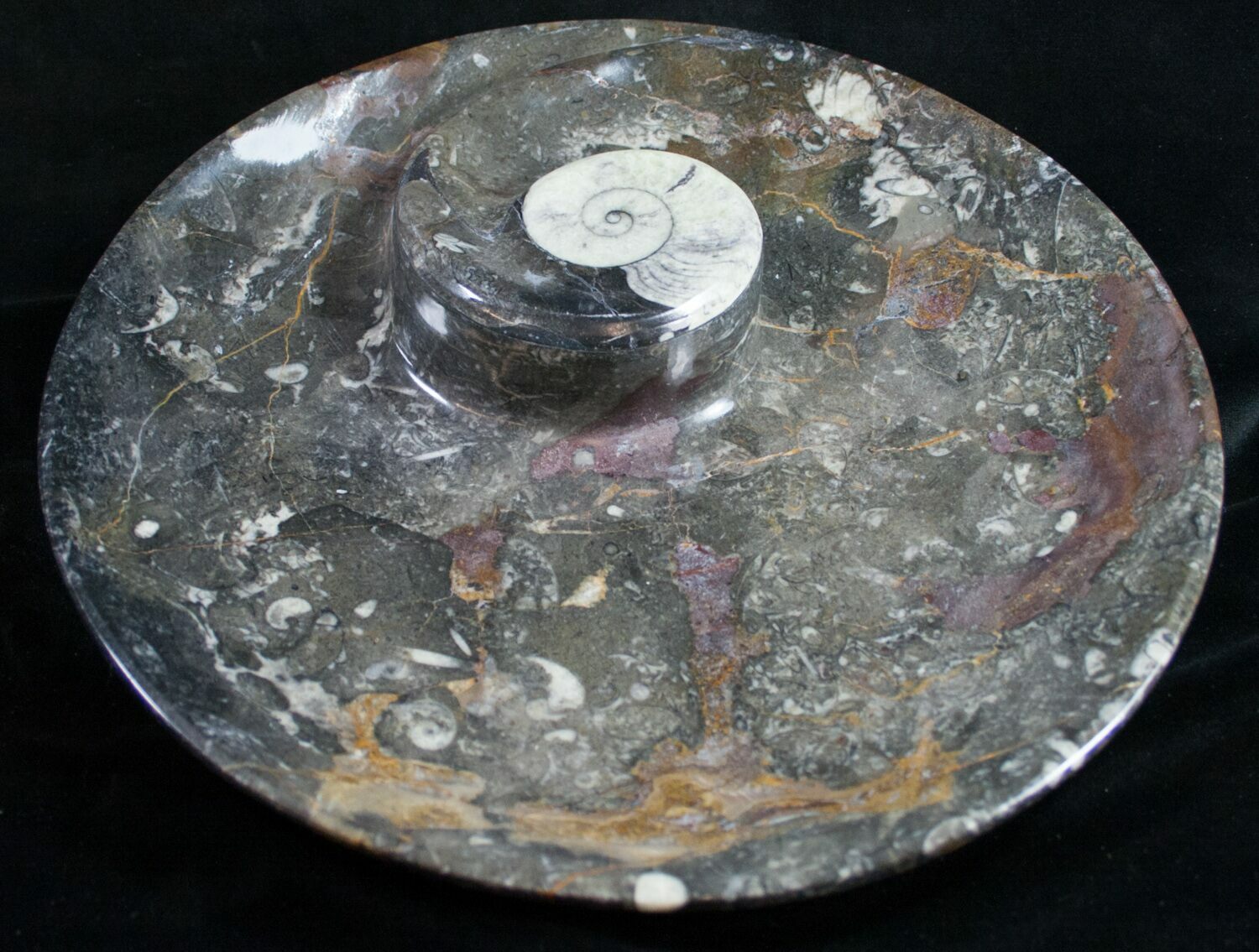 10" Goniatite Fossil Serving Bowl (#9406) For Sale - FossilEra.com