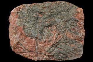 Devonian Crinoid Stems - 3oz (~50 pieces) For Sale - FossilEra.com