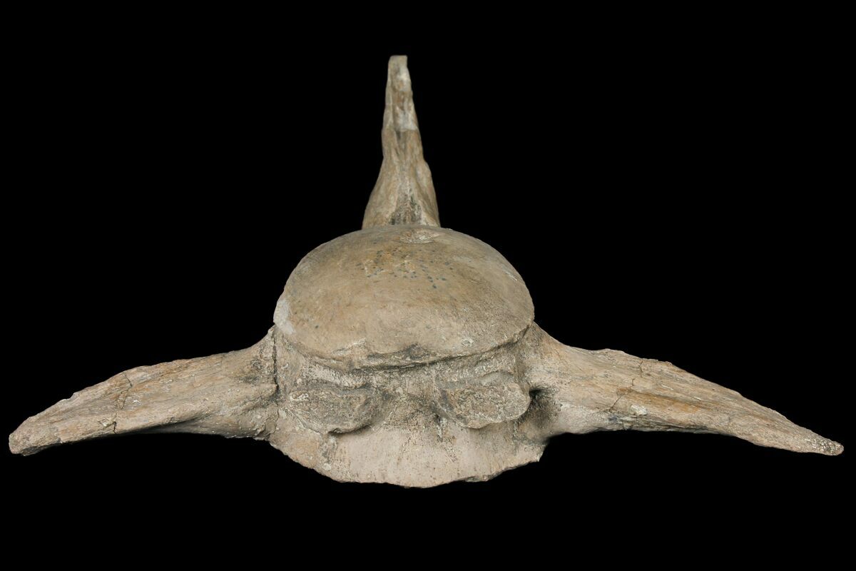 6.1" Mosasaur (Tylosaurus) Vertebra - Kansas For Sale (#134343 ...