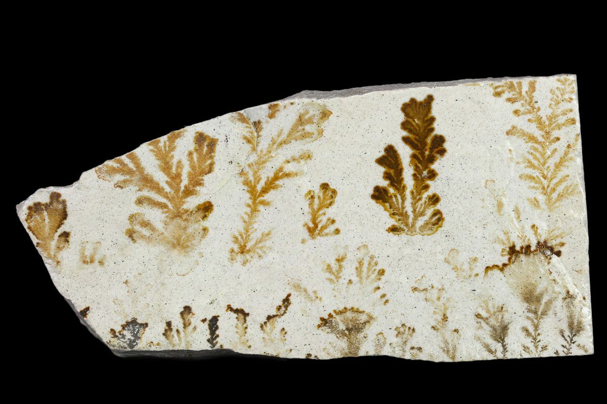 5.9" Slab of Dendrites on Limestone - Utah (#134823) For Sale ...