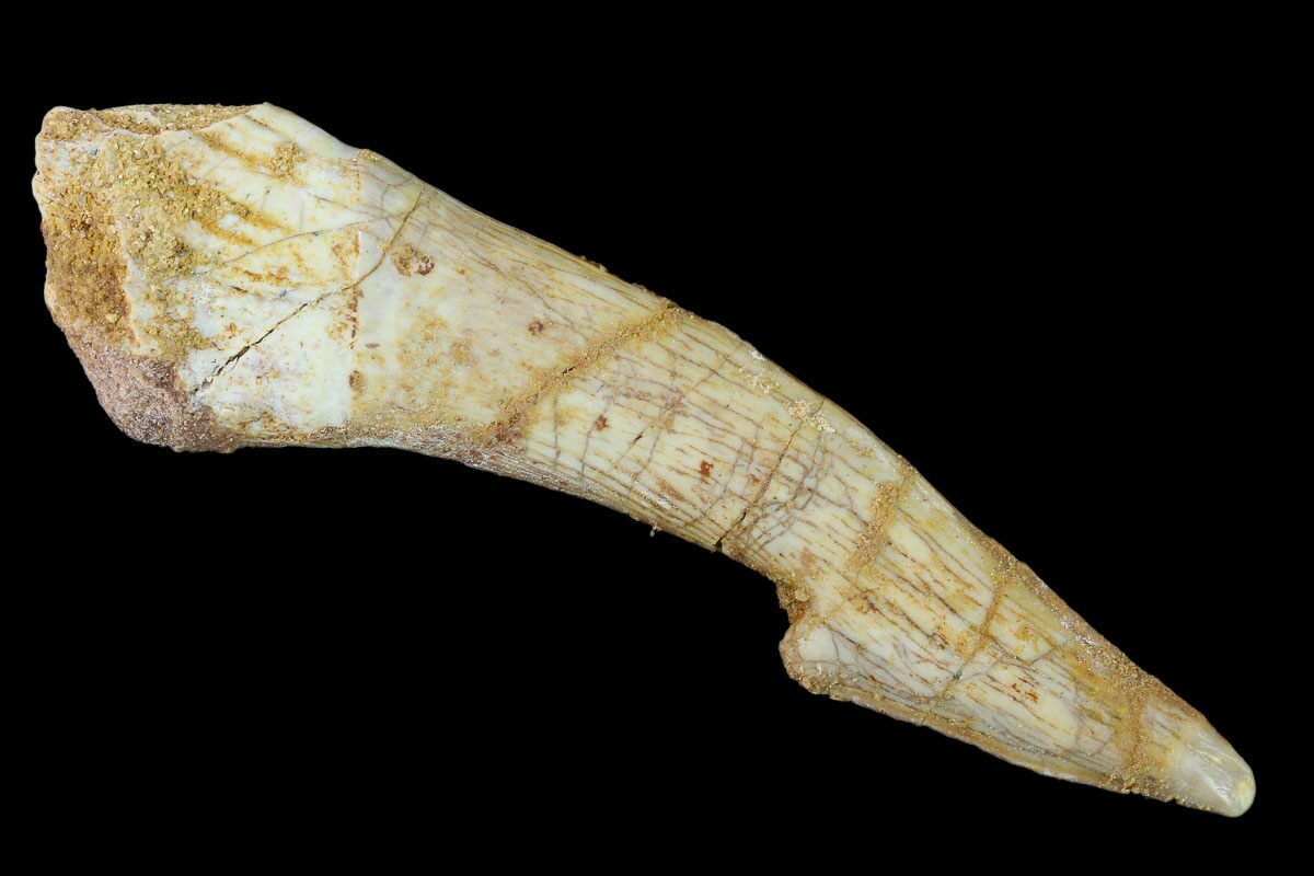 Bargain, 3" Fossil Sawfish (Onchopristis) Rostral Barb- Morocco ...