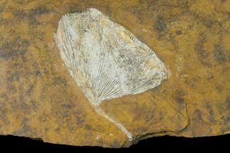 Early Cretaceous Ptilophyllum Leaf With Ginkgo - Germany For Sale ...