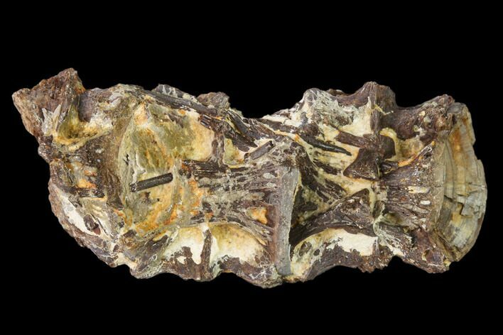 2.4" Fossil Fish (Ichthyodectes) Vertebrae - Kansas (#136470) For Sale ...