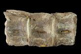 2.6" Fossil Fish (Ichthyodectes) Dorsal Vertebrae - Kansas (#136474 ...
