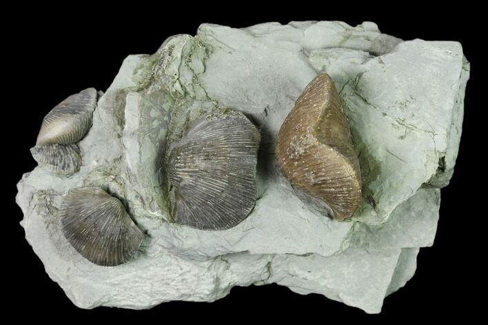 4.8" Multiple Fossil Brachiopod (Hebertella) Plate - Indiana (#136499 ...