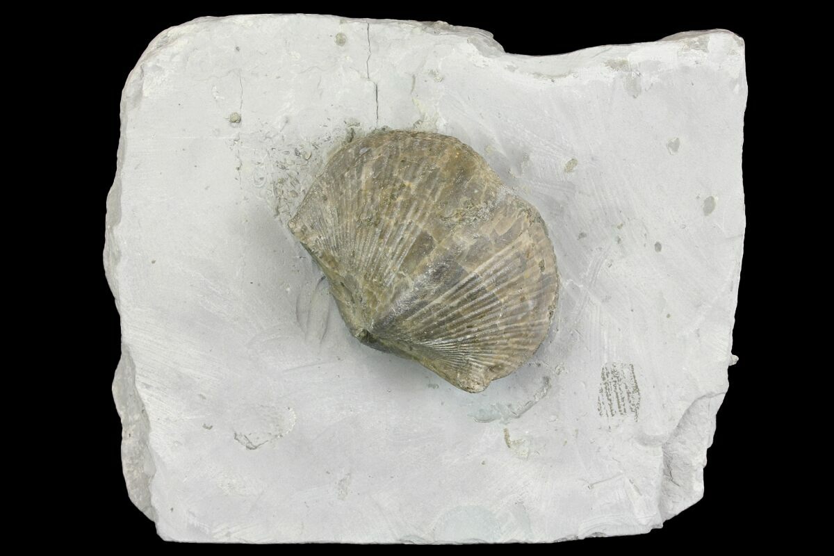 2" Pyrite Replaced Brachiopod (Paraspirifer) Fossil on Shale - Ohio ...