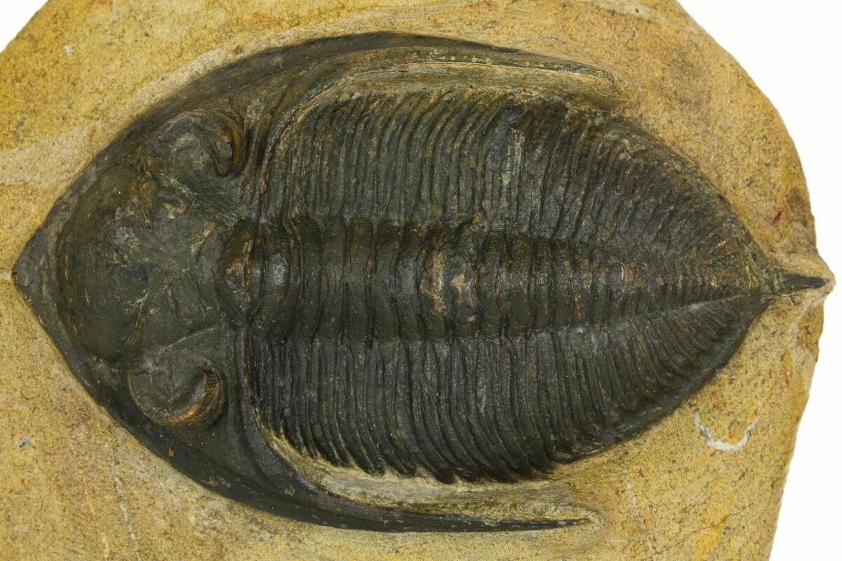 Bargain 2 95 Zlichovaspis Trilobite Atchana Morocco 137275 For