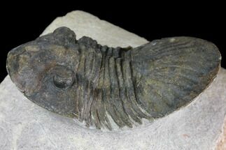 Beautifully Preserved Paralejurus Trilobite - 3" For Sale (#7895 ...