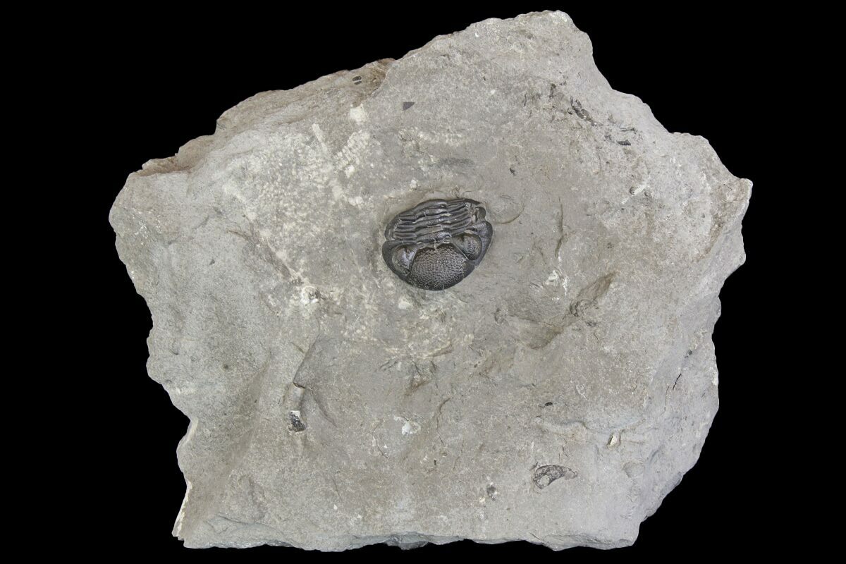Partial .6" Eldredgeops Trilobite Fossil - New York (#138790) For Sale ...