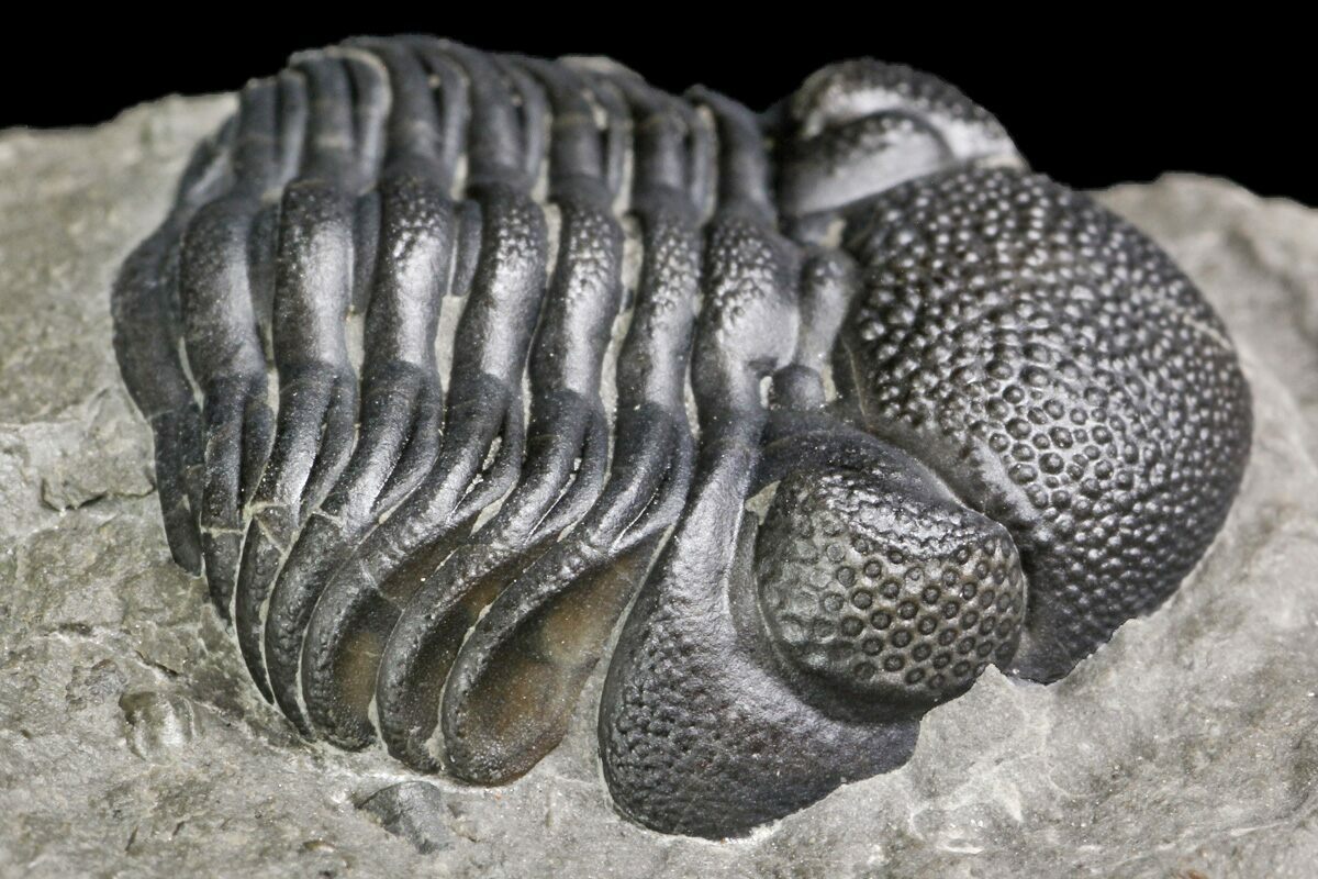 Bargain, .73" Eldredgeops Trilobite Fossil - New York (#138803) For ...