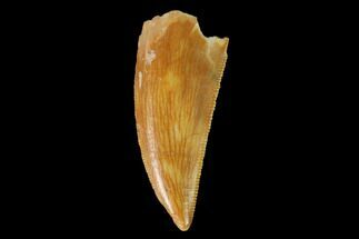 Raptor Teeth For Sale - FossilEra.com