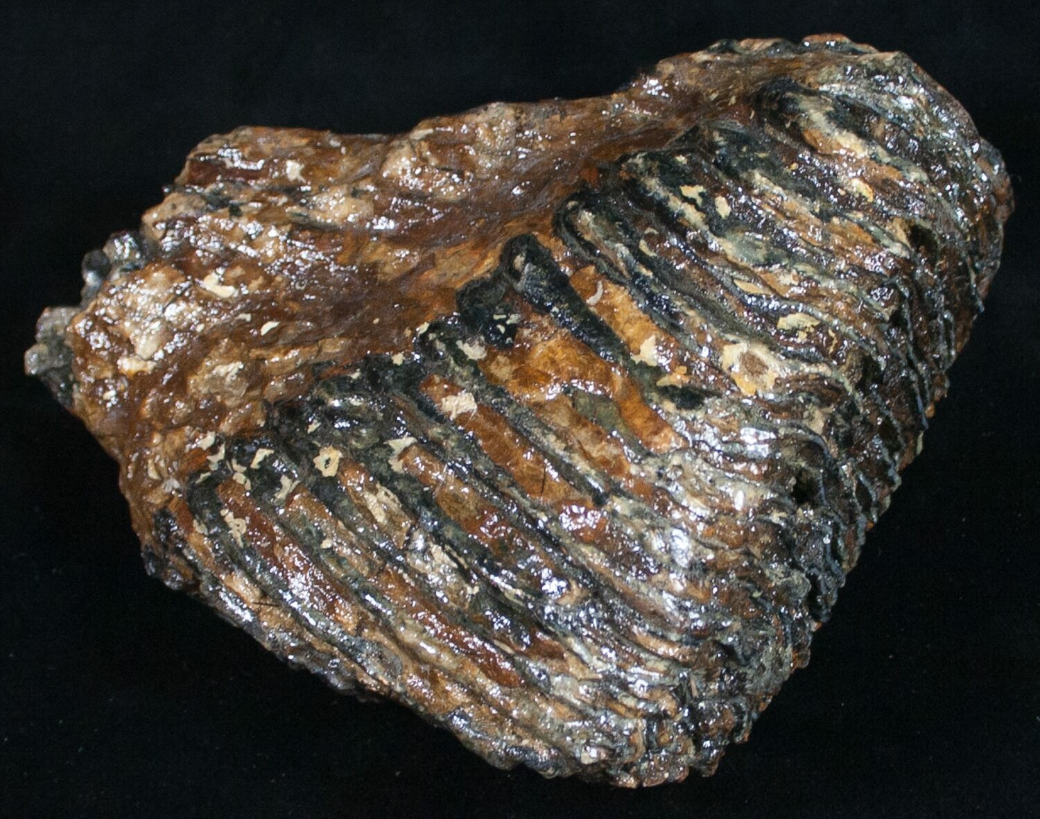 Juvenile Woolly Mammoth Molar (#9680) For Sale - FossilEra.com