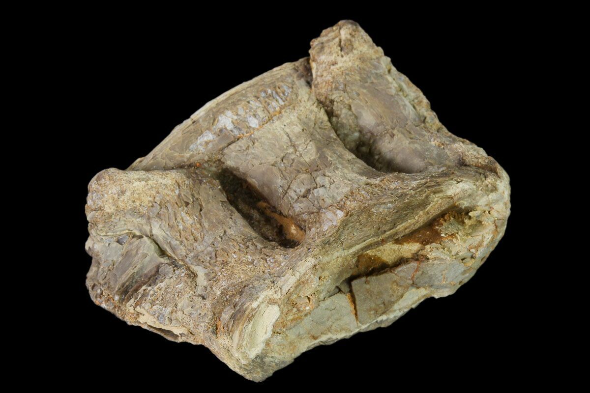 Xiphactinus Fossil