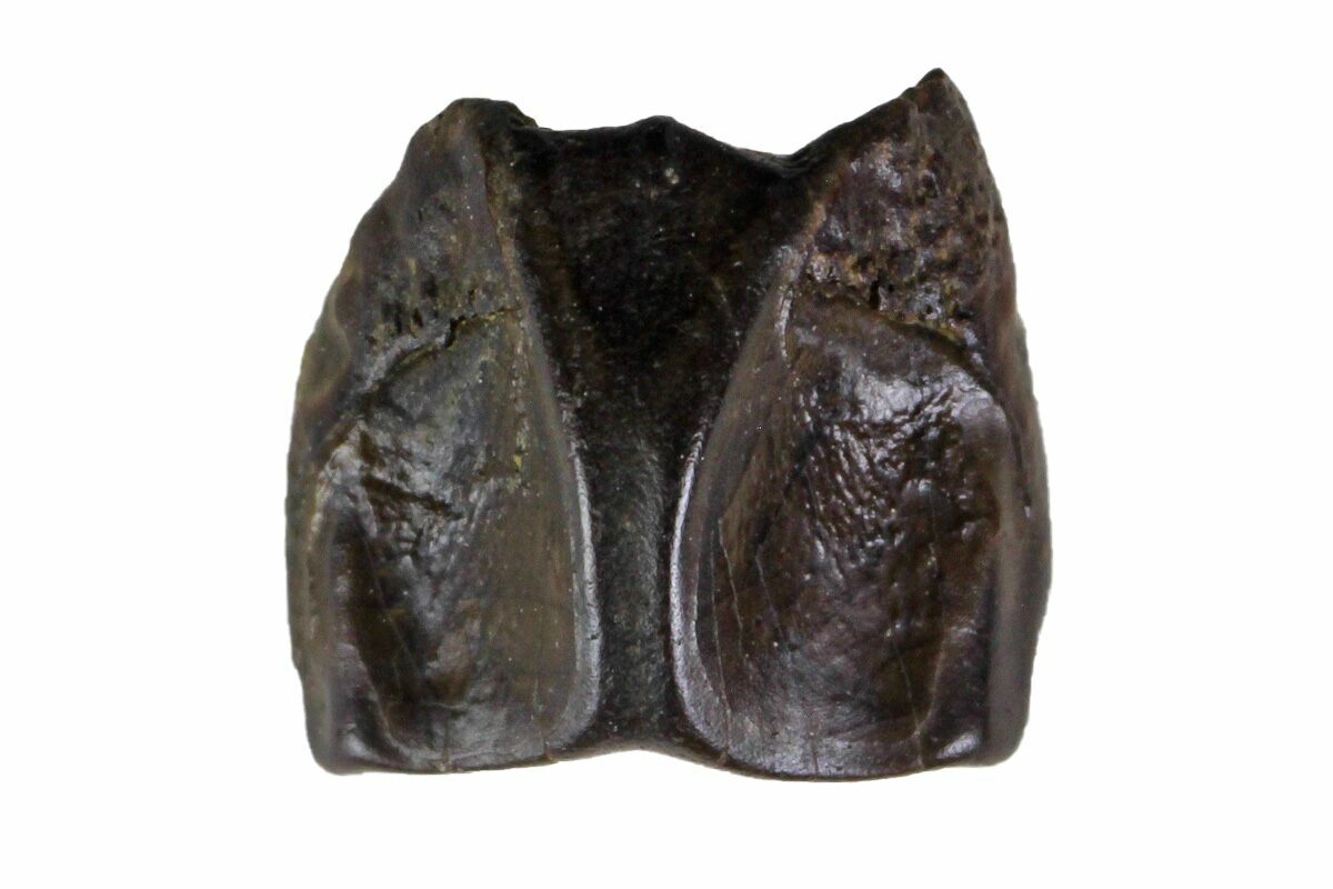 .24" Fossil Hadrosaur (Edmontosaurus) Shed Tooth- Montana (#135414) For ...