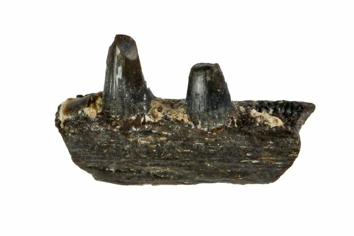 .28" Permian Amphibian (Cacops) Jaw Section - Oklahoma (#140092) For ...