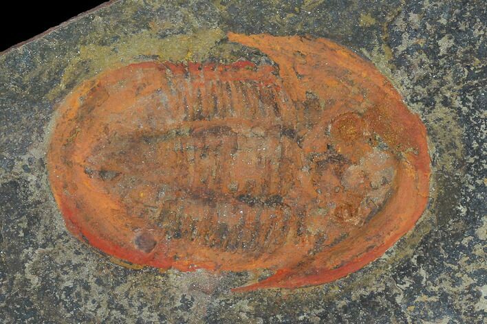 1.9" Orange, Ordovician Asaphellus Trilobite - Morocco (#140533) For ...
