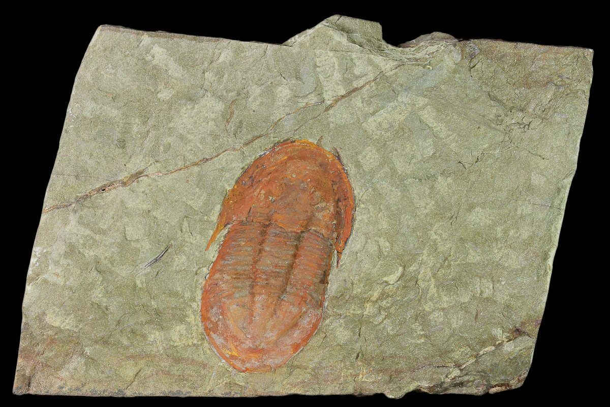 2.8" Orange, Ordovician Asaphellus Trilobite - Morocco (#140536) For ...