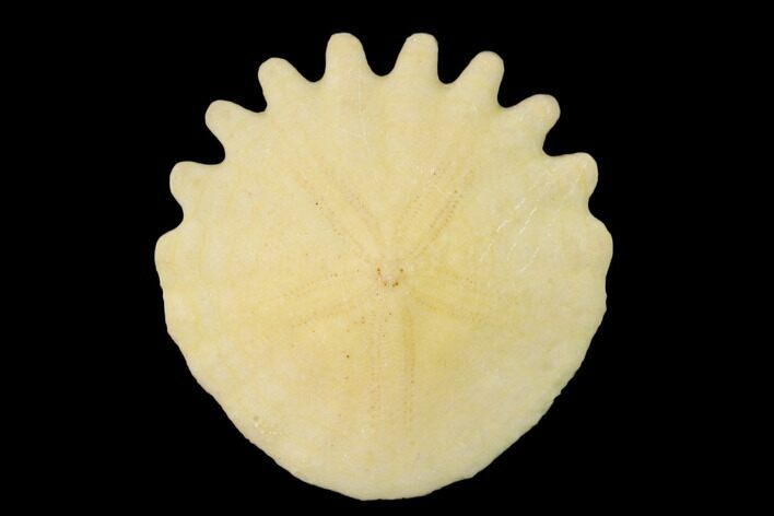 1.45" Fossil Sand Dollar (Heliophora) - Boujdour Province, Morocco ...
