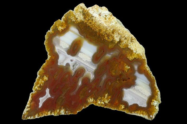 4.5" Polished White Rock Springs Agate - Oregon (#141225) For Sale ...