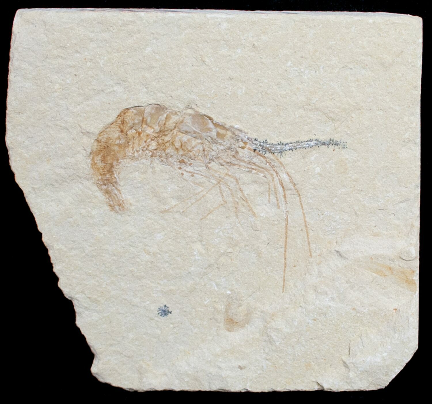 Fossil Shrimp Carpopenaeus From Lebanon (#9759) For Sale - FossilEra.com