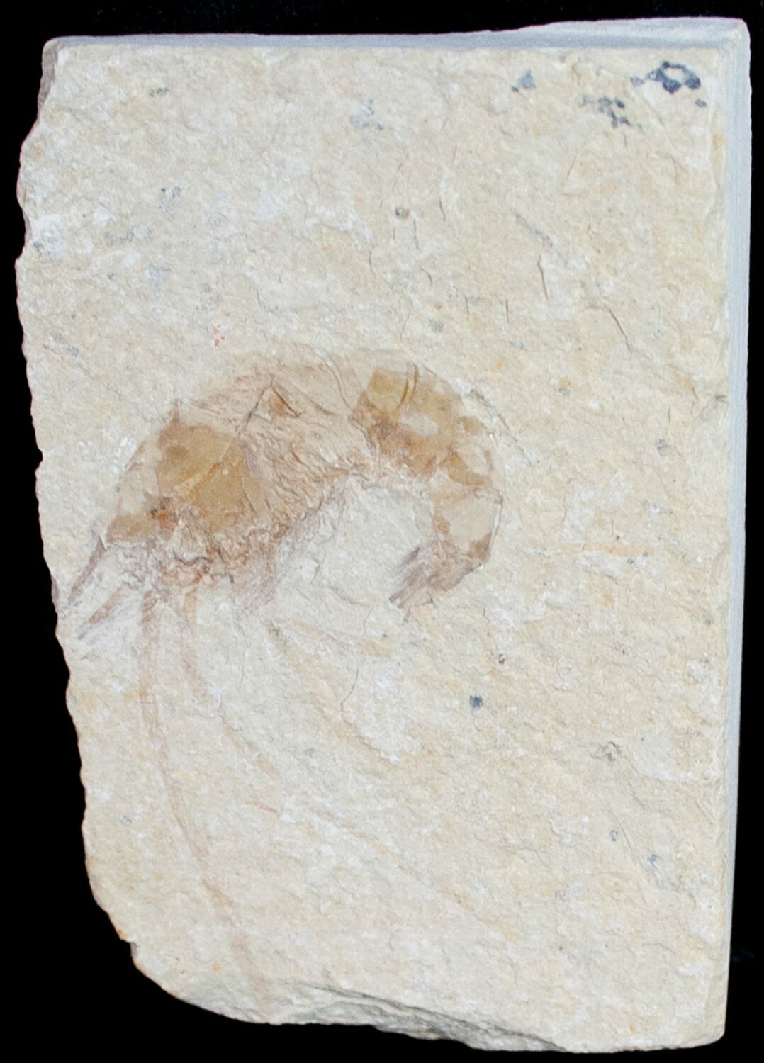 Fossil Shrimp Carpopenaeus From Lebanon (#9771) For Sale - FossilEra.com