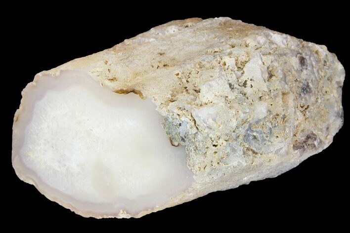 5.1" Banded Agate Petrified Wood Limb Cast - Oregon For Sale (#141467 ...