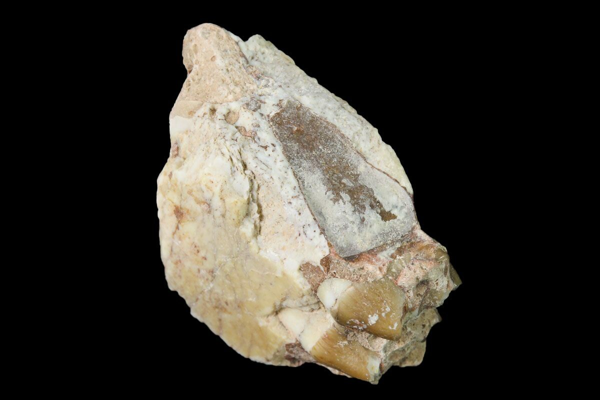 .88" Fossil Horse (Mesohippus) Jaw Section - South Dakota (#140877) For ...