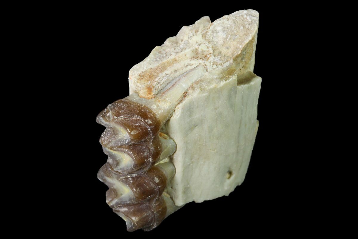 1.1" Fossil Horse (Mesohippus) Jaw Section - South Dakota For Sale ...