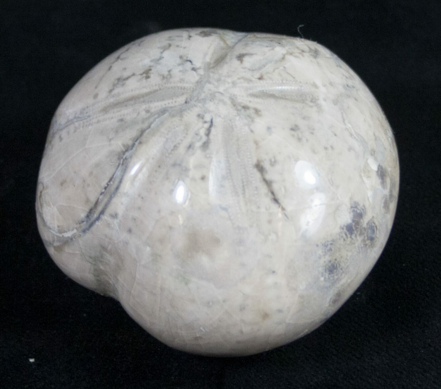 Polished Fossil Sea Urchin (Micraster) (#9790) For Sale - FossilEra.com