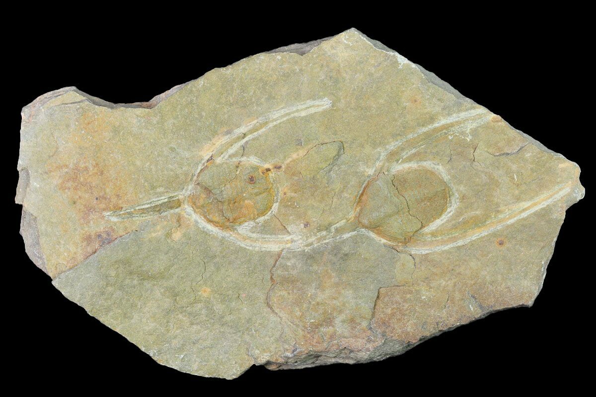 Pair Of Lonchodomas (Ampyx) Trilobites - Morocco (#141889) For Sale ...