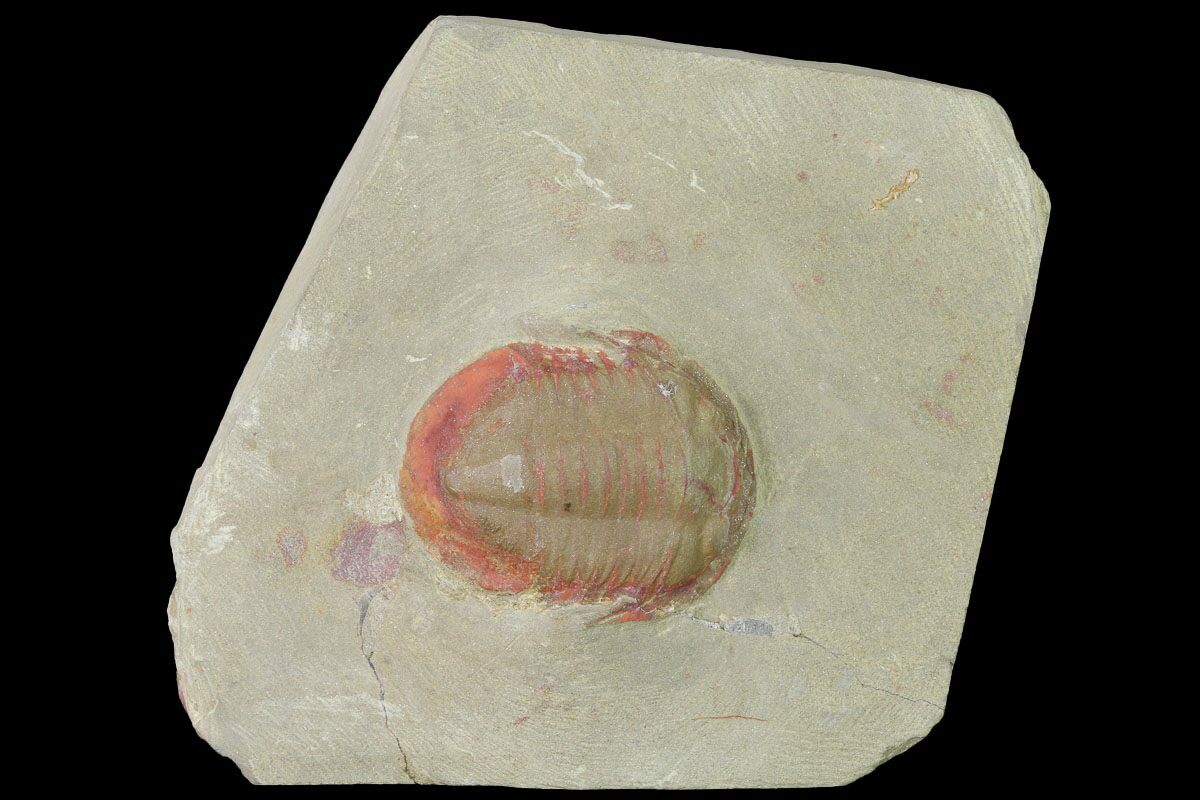 1.6" Orange/Red, Ordovician Asaphellus Trilobite - Morocco (#141891 ...