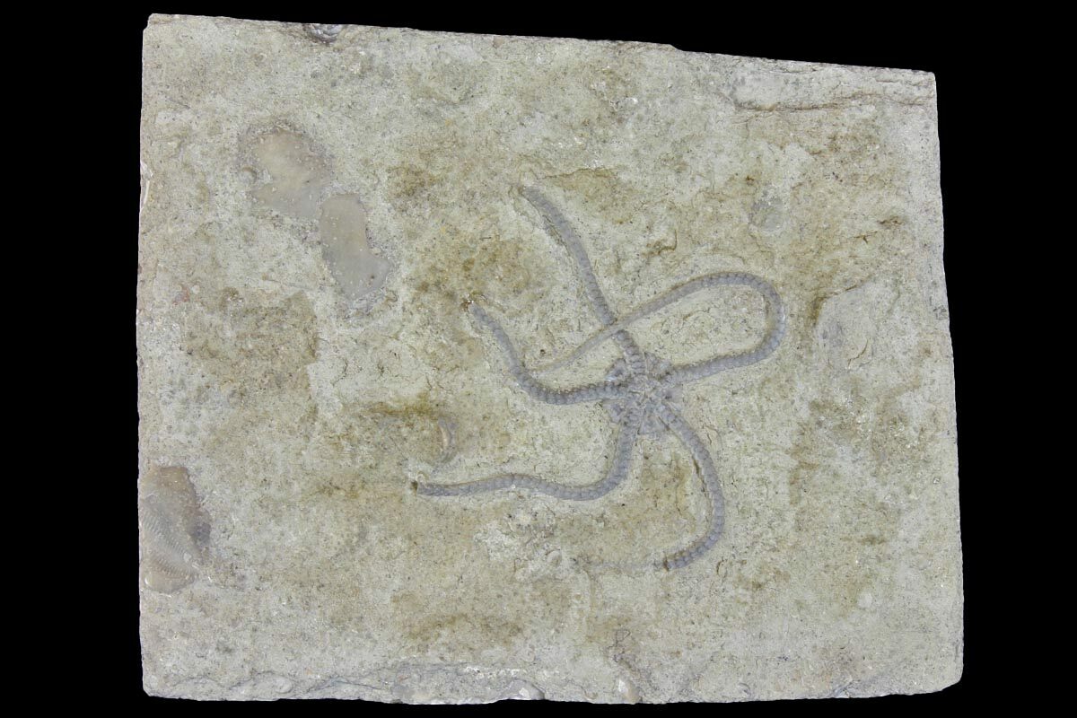 1.5" Cretaceous Brittle Star (Ophiura) Fossil - Texas (#143666) For ...