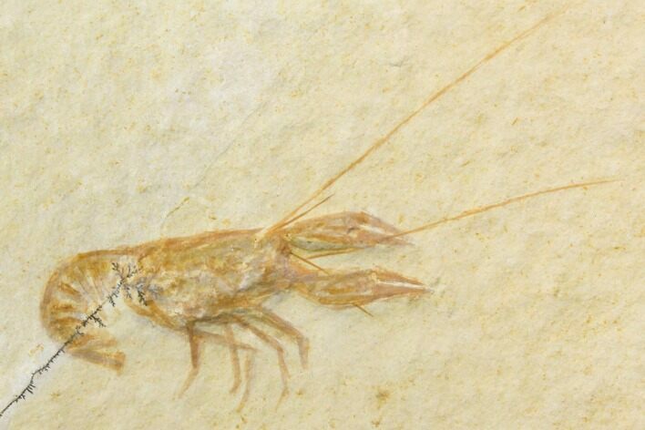 Bargain, 2.8" Fossil Lobster (Eryma) - Germany (#143782) For Sale ...