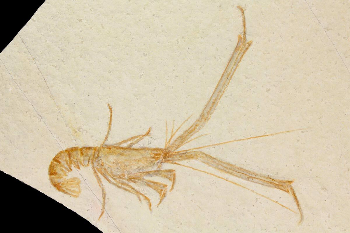 Bargain, 6.2" Fossil Lobster (Mecochirus) - Germany (#143785) For Sale ...