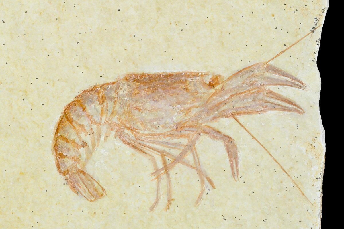 Bargain, 3" Fossil Lobster (Eryma) - Germany (#143794) For Sale ...