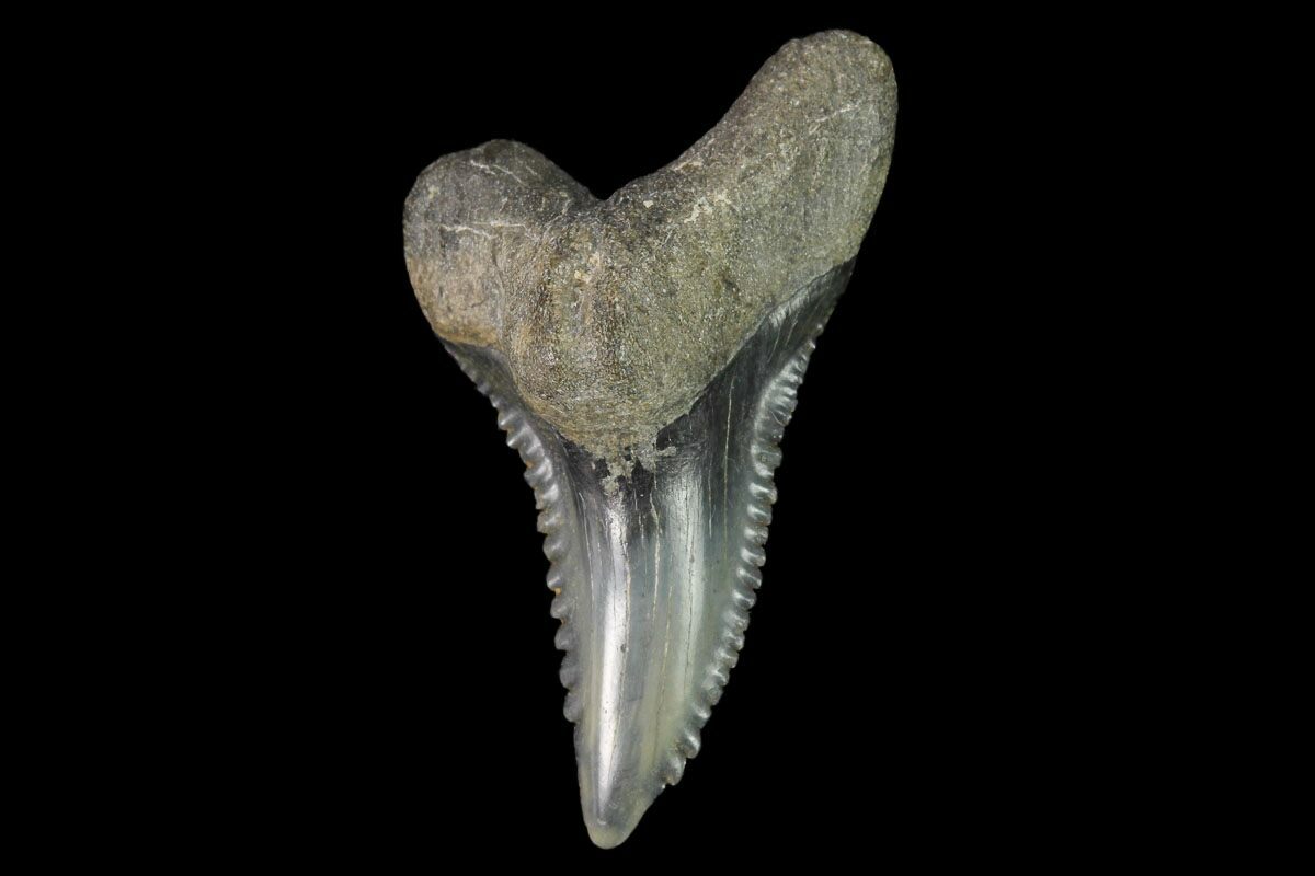 1.22" Snaggletooth Shark (Hemipristis) Tooth For Sale (#143894 ...