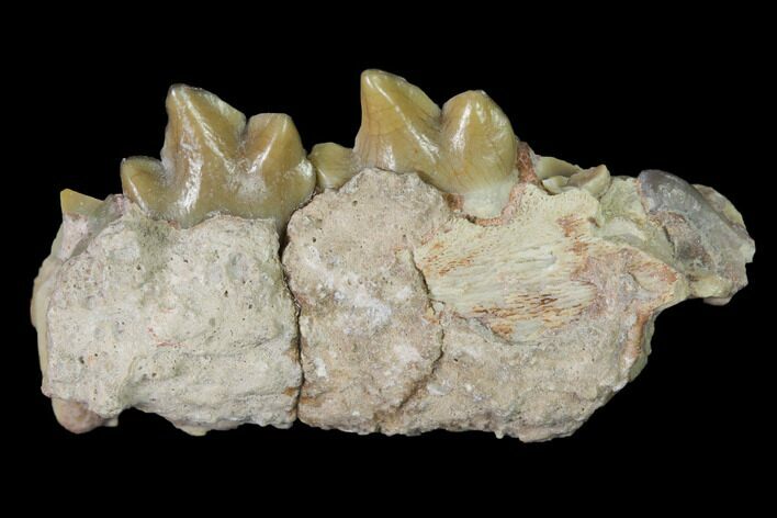 Rare, 1.35" Fossil Bear Dog (Daphoenus) Jaw Section - South Dakota ...