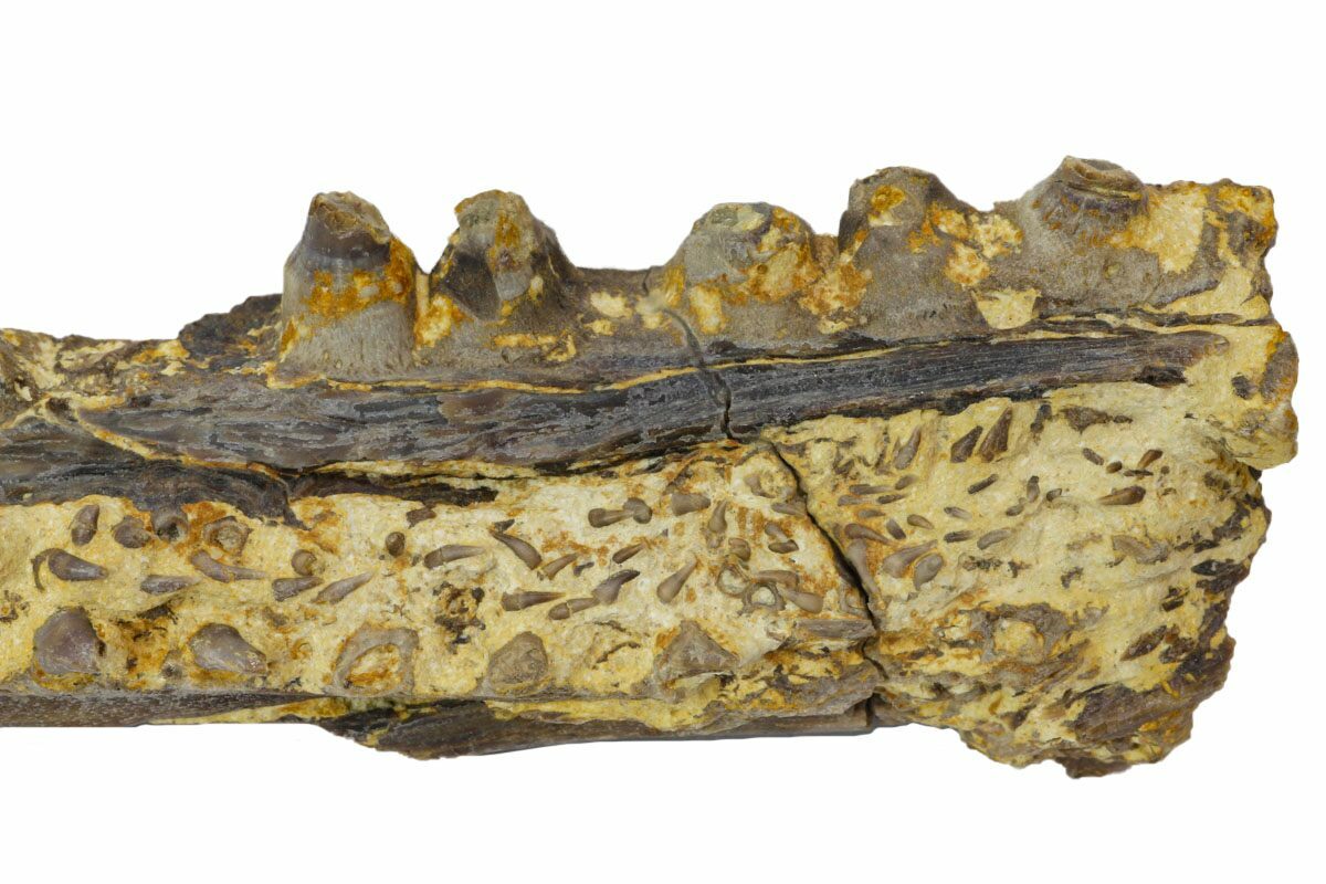 3.6" Fossil Fish (Ichthyodectes?) Jaw Section - Kansas (#144150) For ...