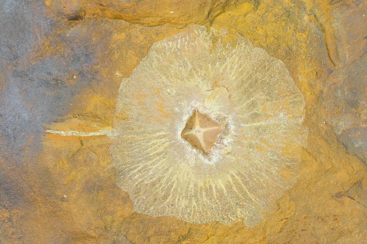 1.05" Fossil Winged Walnut (Juglandaceae) Fruit - North Dakota (#145304 ...