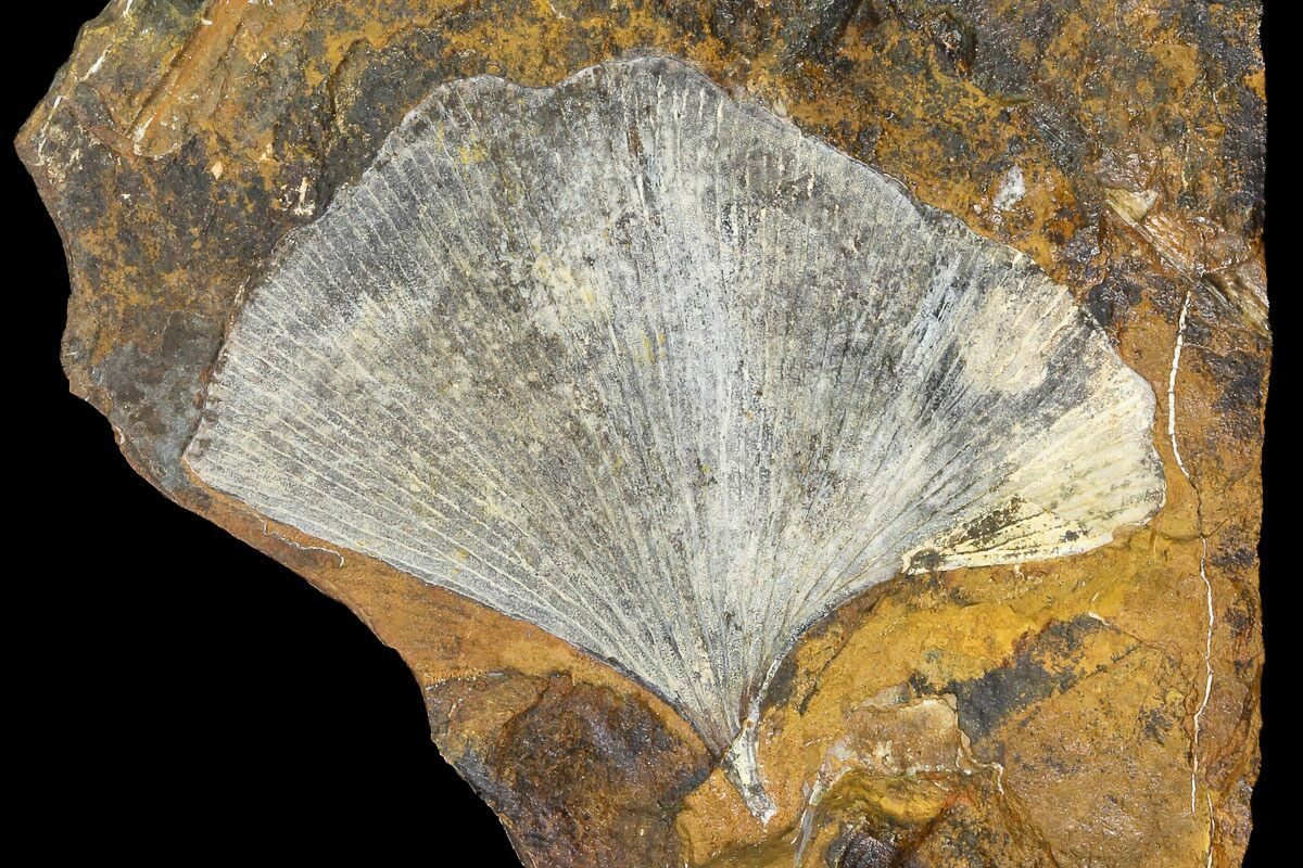 2.1" Fossil Ginkgo Leaf From North Dakota - Paleocene (#145319) For ...