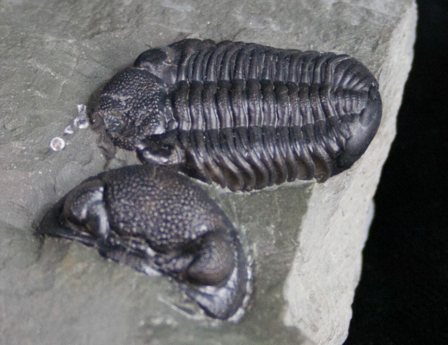Beautiful Prone NY Eldredgeops Trilobite - 1.1" (#10102) For Sale ...