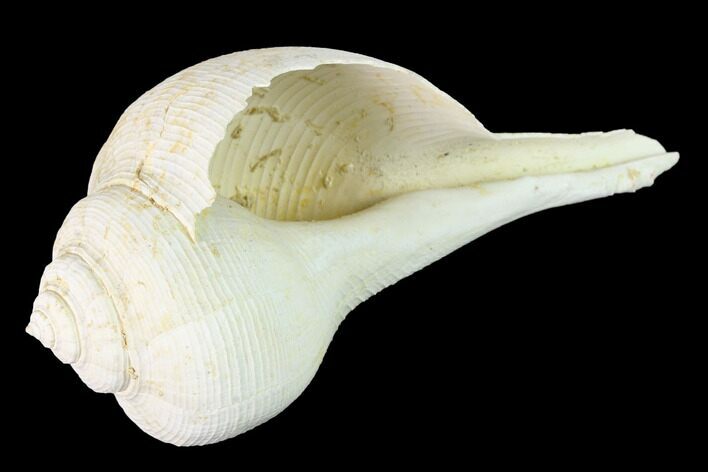 4.8" Pliocene Gastropod (Pyruella) Fossil - Florida (#146123) For Sale ...