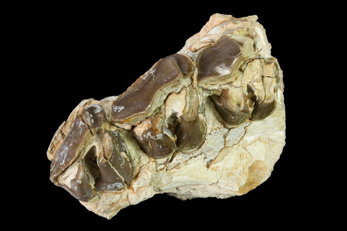 3" Fossil Running Rhino (Hyracodon) Maxilla Section - South Dakota ...