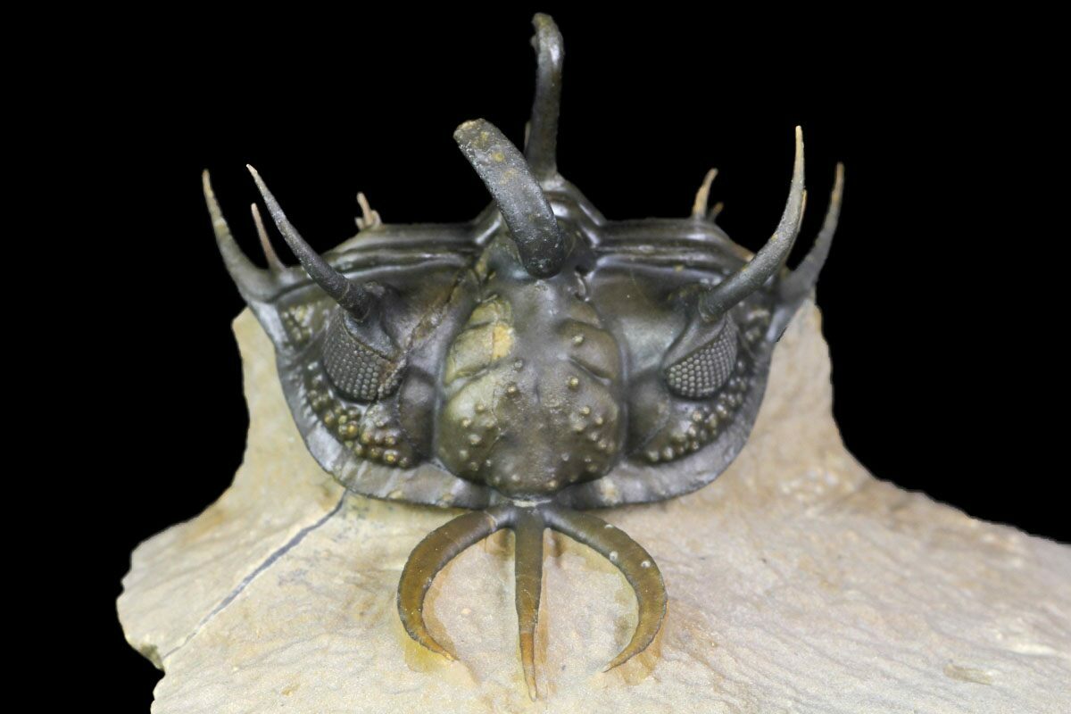 1.6" Short-Fork Walliserops Hammi Trilobite - Foum Zguid, Morocco ...
