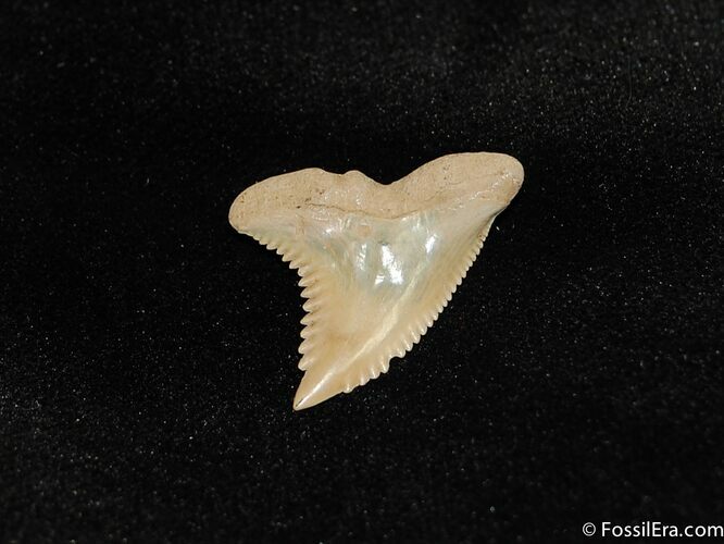 Beautifully Serrated Snaggle Tooth Shark Fossil (#196) For Sale ...