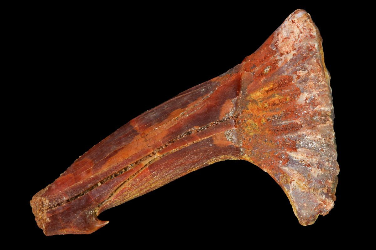 Bargain, 1.3" Fossil Sawfish (Onchopristis) Rostral Barb - Morocco ...