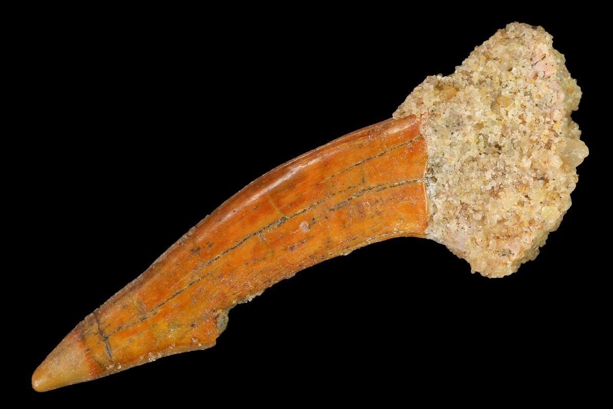 1.75" Fossil Sawfish (Onchopristis) Rostral Barb - Morocco (#145575 ...