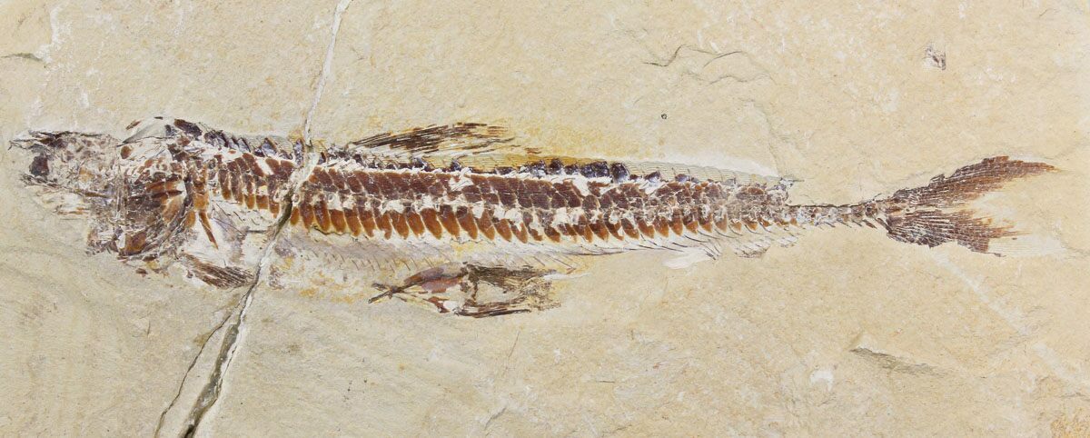 Bargain, 6.5" Cretaceous Viper Fish (Prionolepis) - Lebanon (#147167 ...