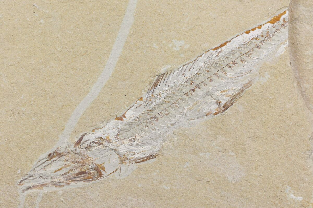 Bargain, 5.6" Cretaceous Viper Fish (Prionolepis) - Lebanon (#147178 ...